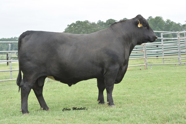 Registered Angus Bulls - Wil-Mil Farms